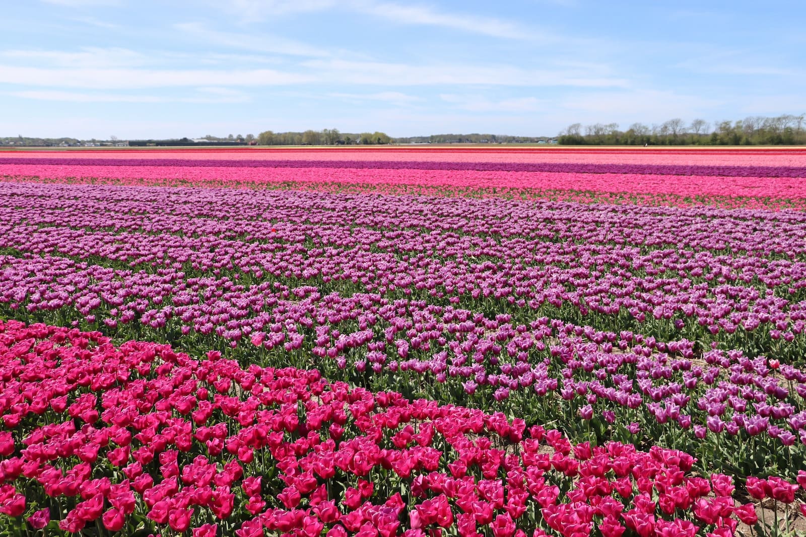 Tulip Picking Near Niagara Falls | Sarah Grey Pick Farm